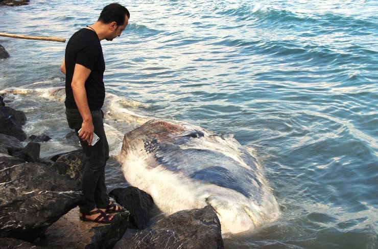 İspermeçet Balinası İSTE’de Kurulacak olan Müzede Sergilenecek ...